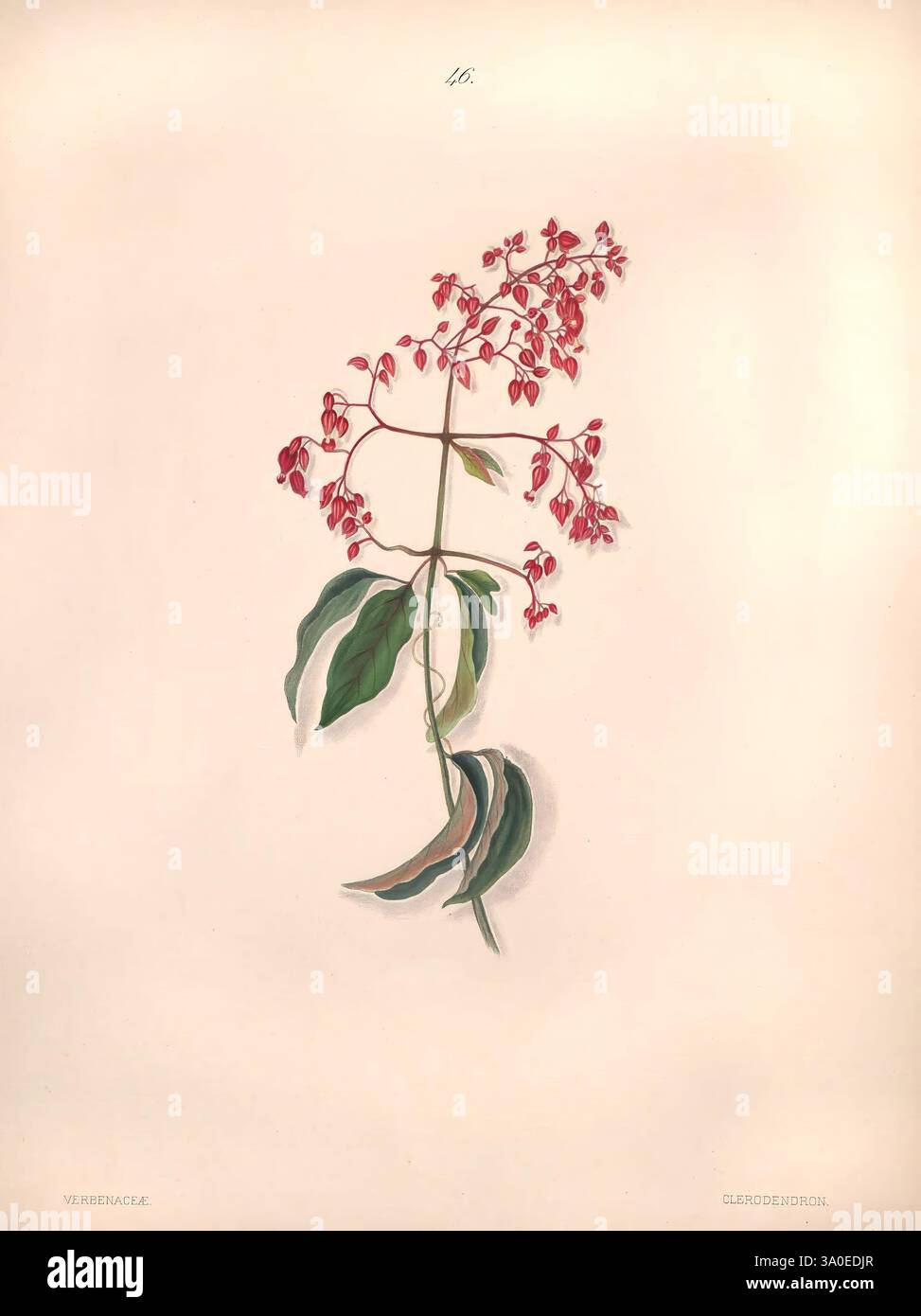 Brazilian Flowers Drawn From Nature In The Years 1880-1882, Coombe ...