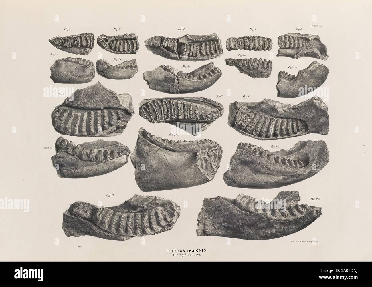 Showcasing various types of teeth hi-res stock photography and images ...