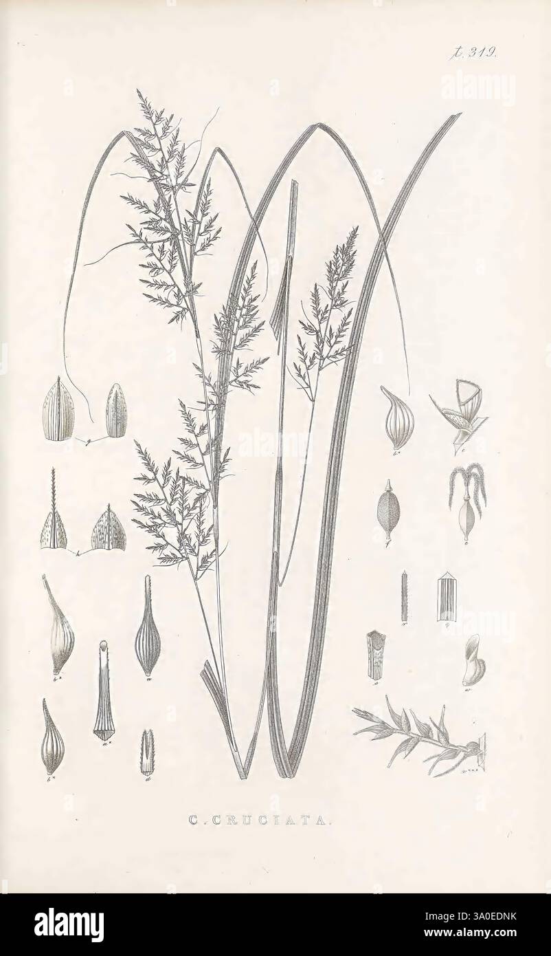 Illustrations of the genus Carex London, William Pamplin, 1858-1867 ...