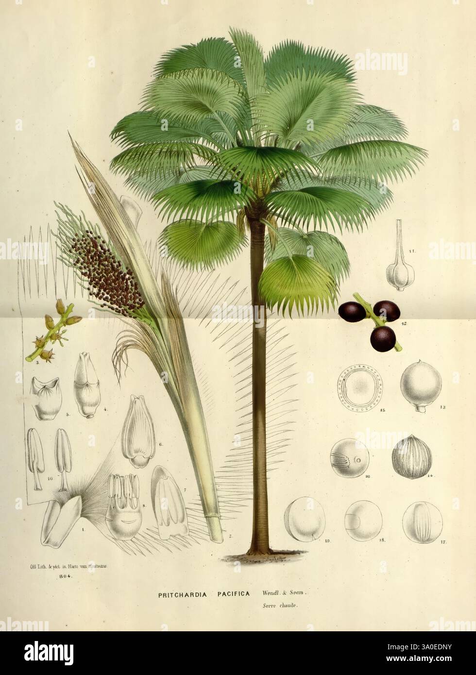 Palms reproductive structures hi-res stock photography and images - Alamy