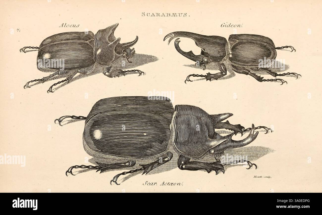 Intricate exoskeleton patterns hi-res stock photography and images - Alamy