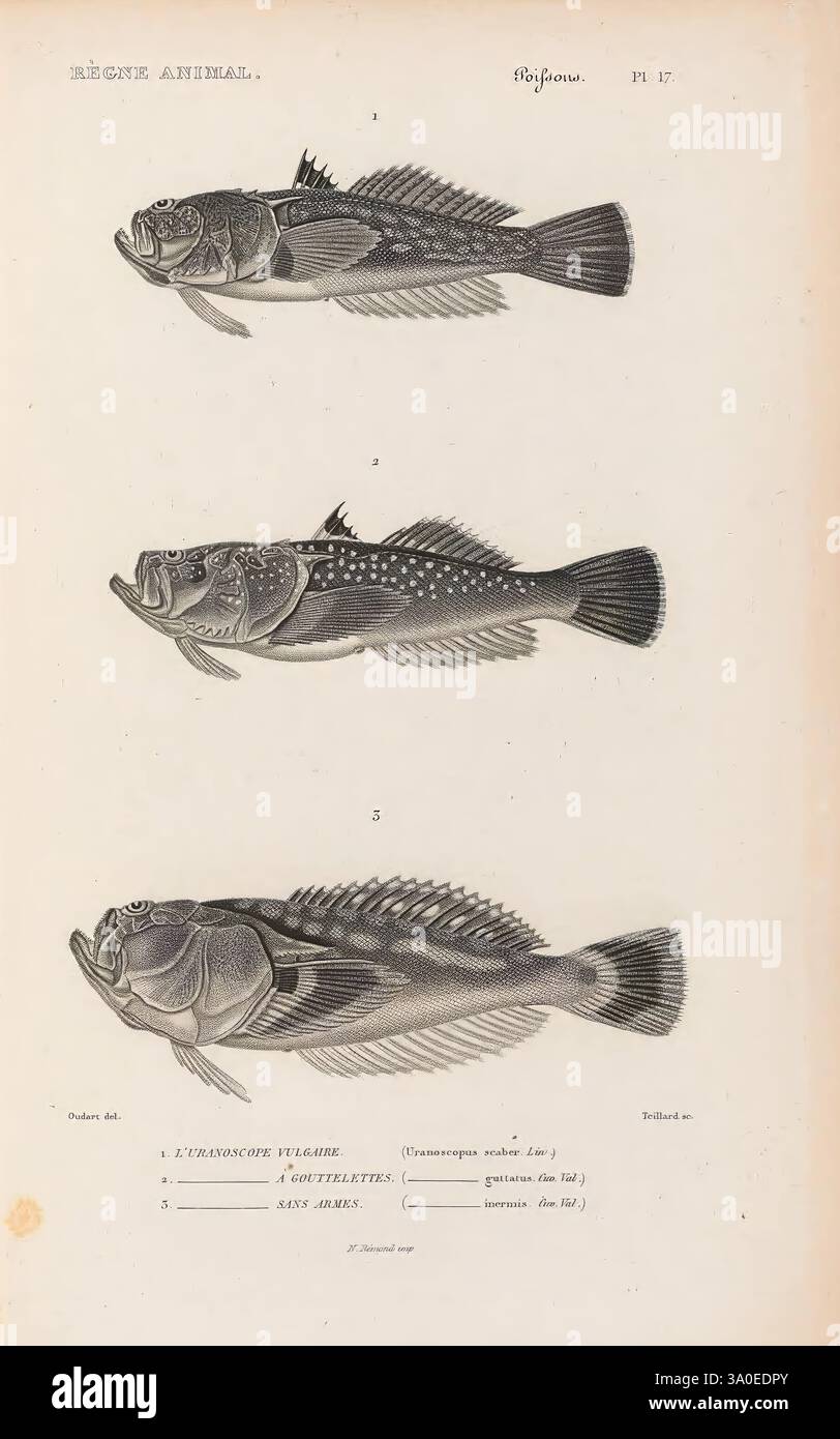 Detailed depiction of two fish species hi-res stock photography and ...