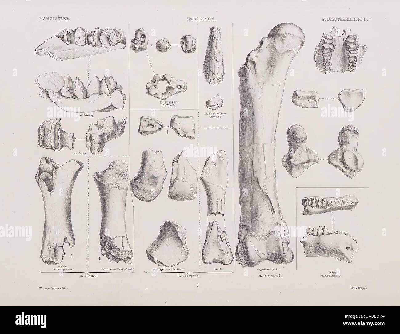 Diversity of bone characteristics across species hi-res stock ...