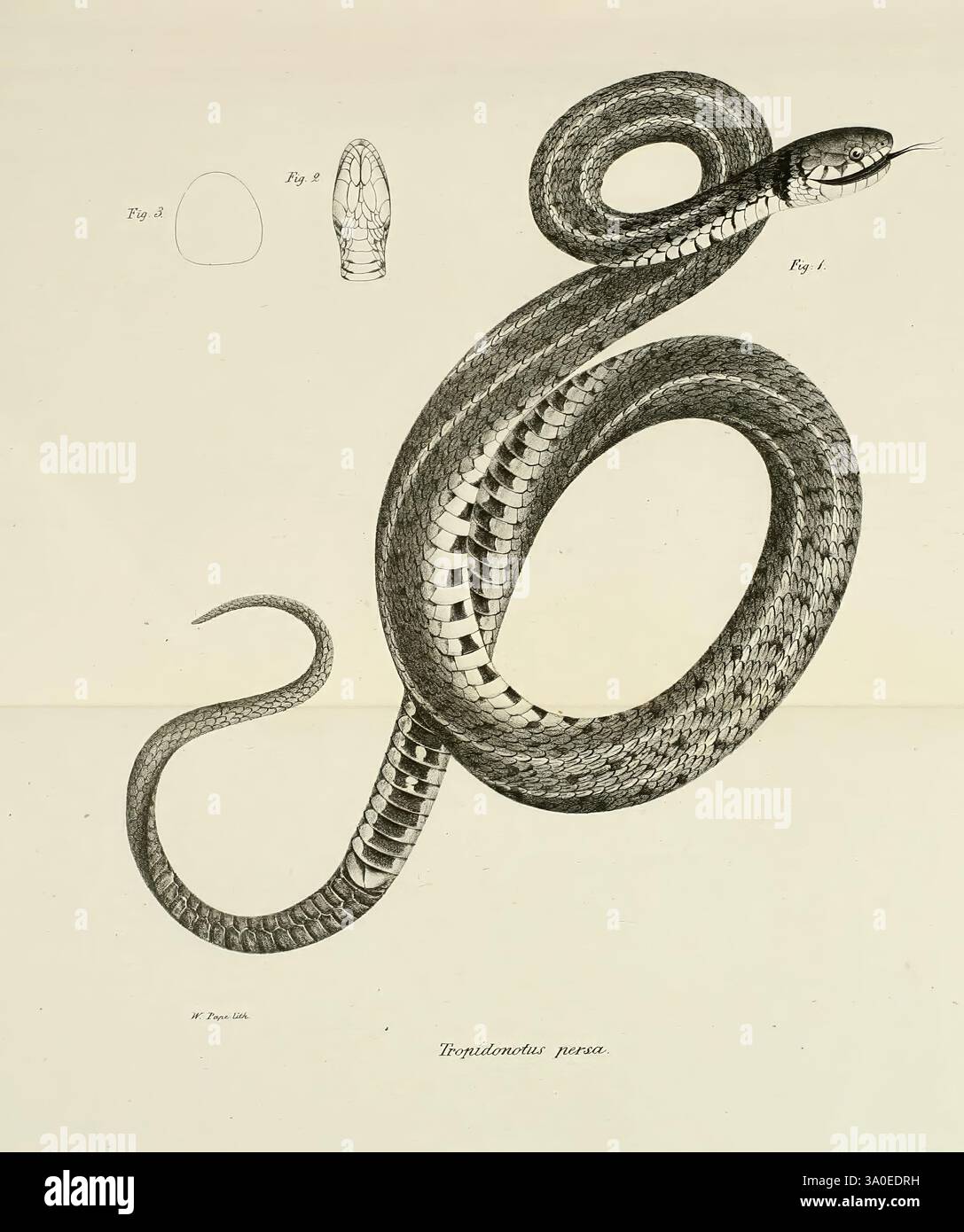 Tropidonotus persa hi-res stock photography and images - Alamy