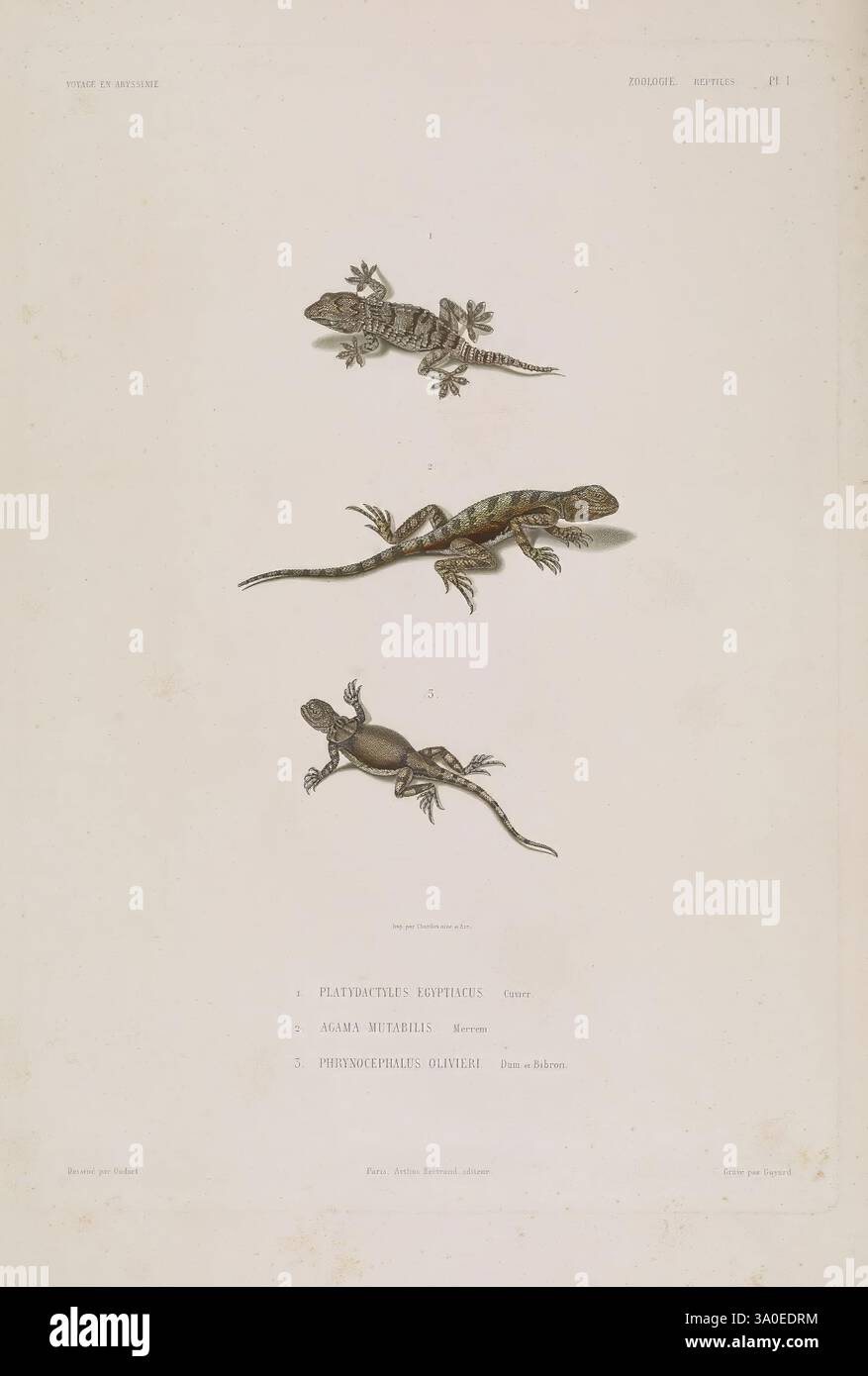 Composition showcases three distinct species of lizards hi-res stock ...