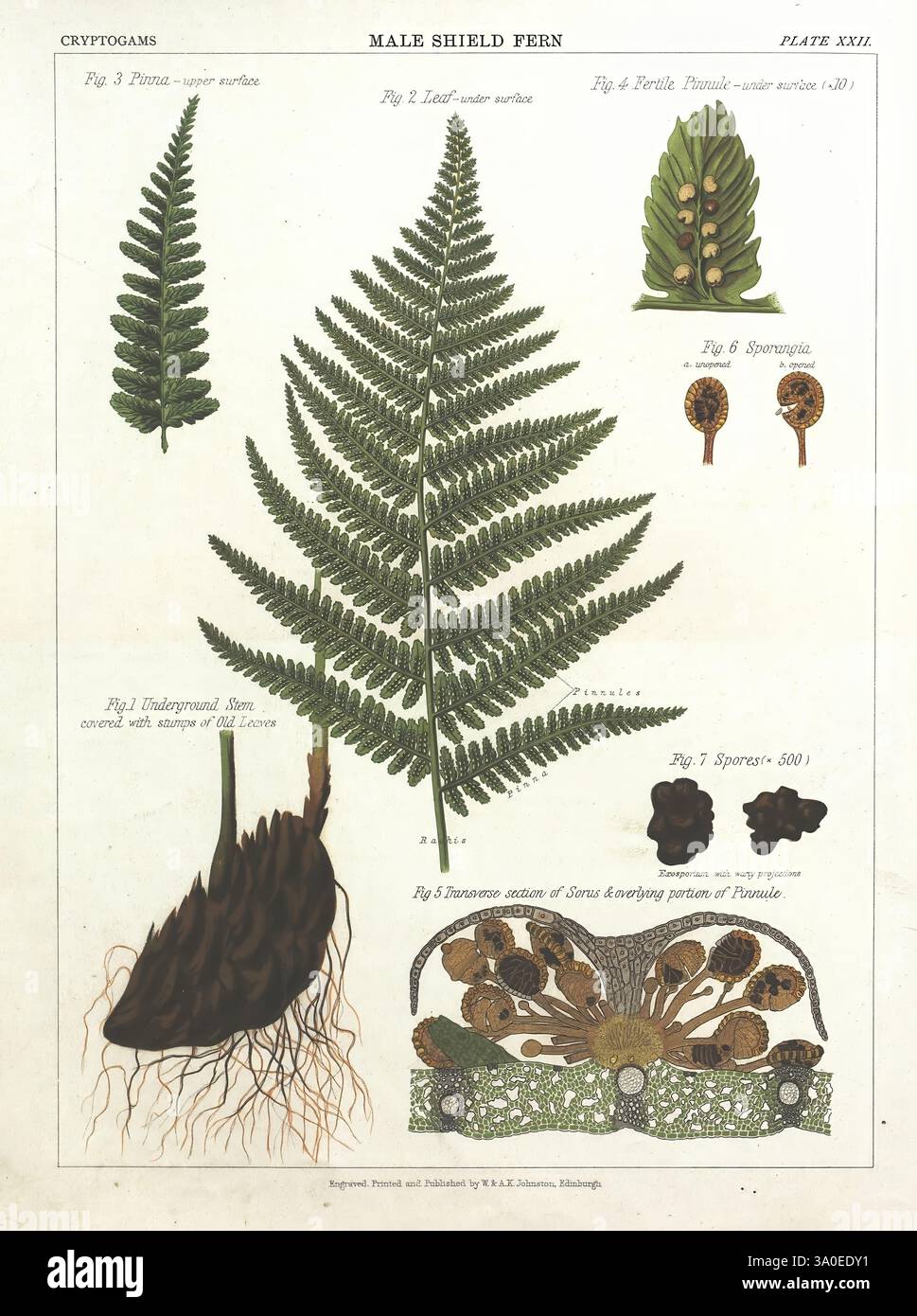 Ferns root system hi-res stock photography and images - Alamy