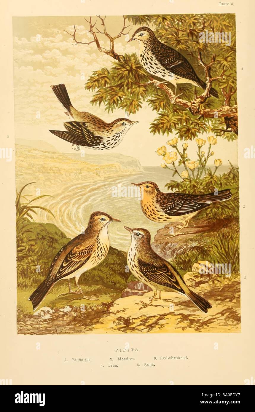 Beautifully illustrated depiction of five different species of b hi-res ...