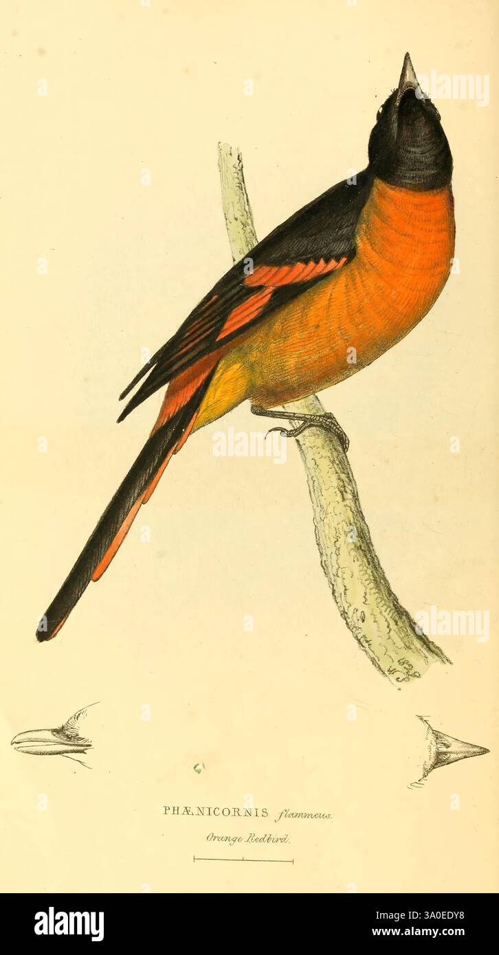 Zoological illustrations, or Original figures and descriptions of new ...