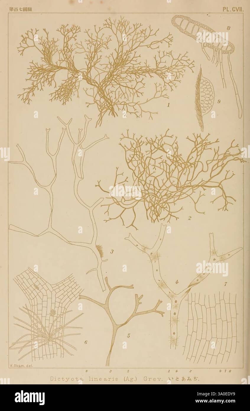 Different forms of algae hi-res stock photography and images - Alamy