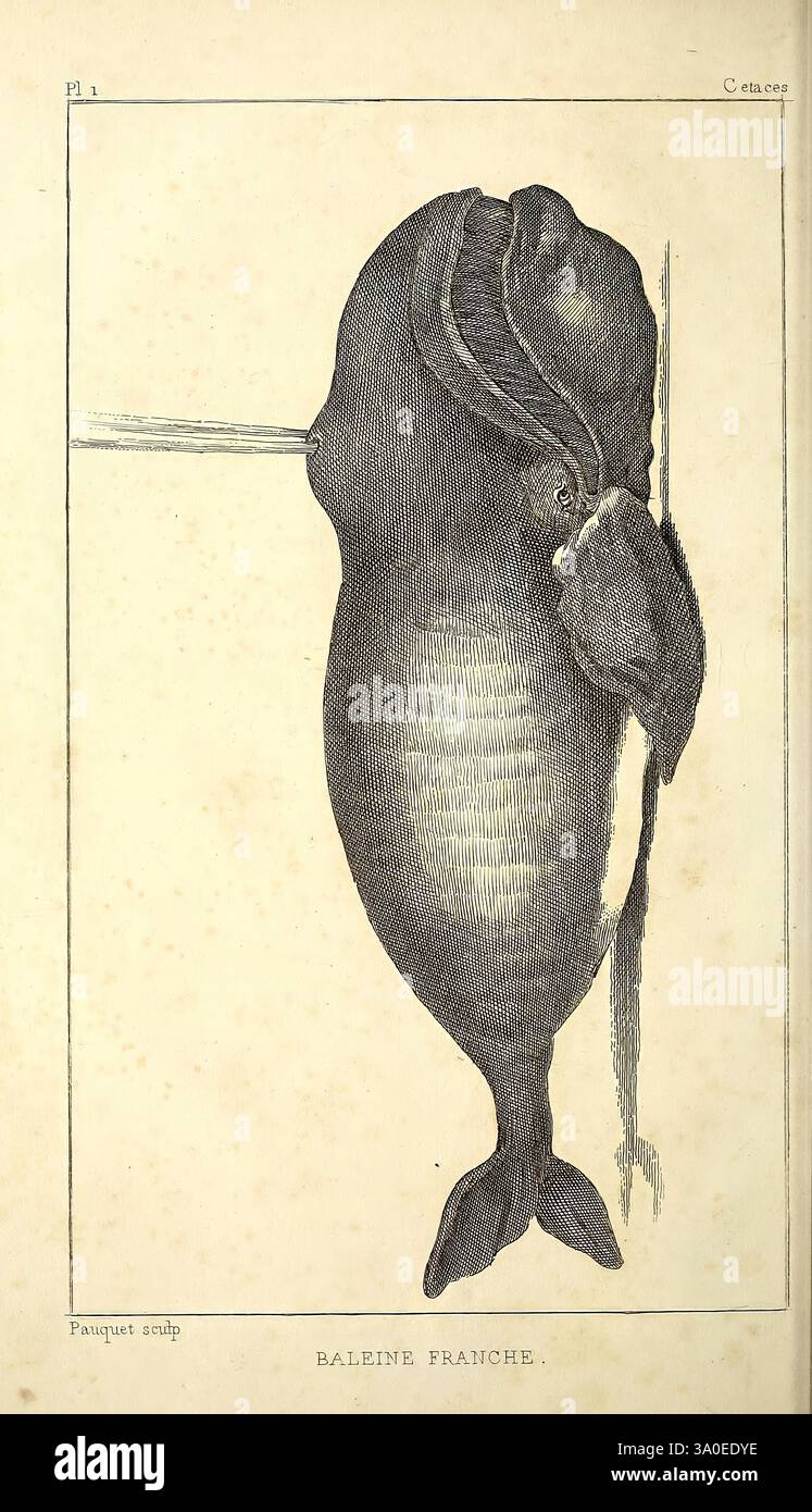 Baleine franche eubalaena glacialis taxonomy common north atlant hi-res ...