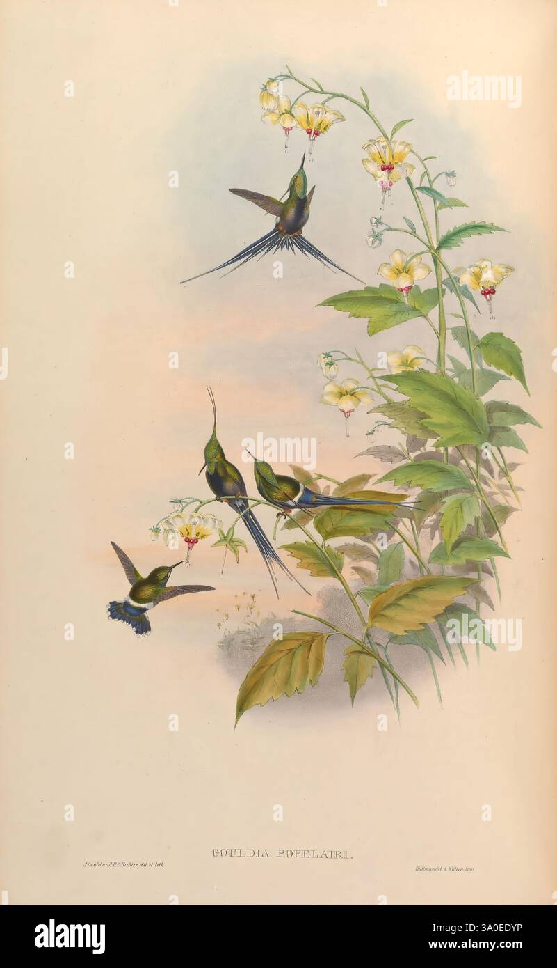 Hummingbirds in various poses hi-res stock photography and images - Alamy