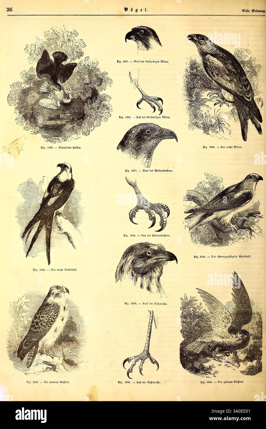 Figures prominent facial features hi-res stock photography and images ...