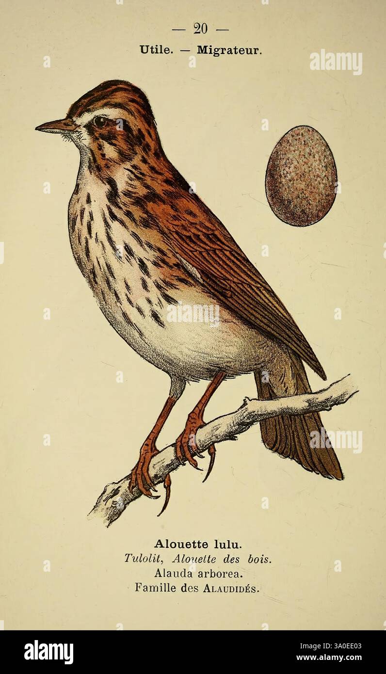 Atlas de poche des oiseaux de France, Suisse, et Belgique, utiles ou ...