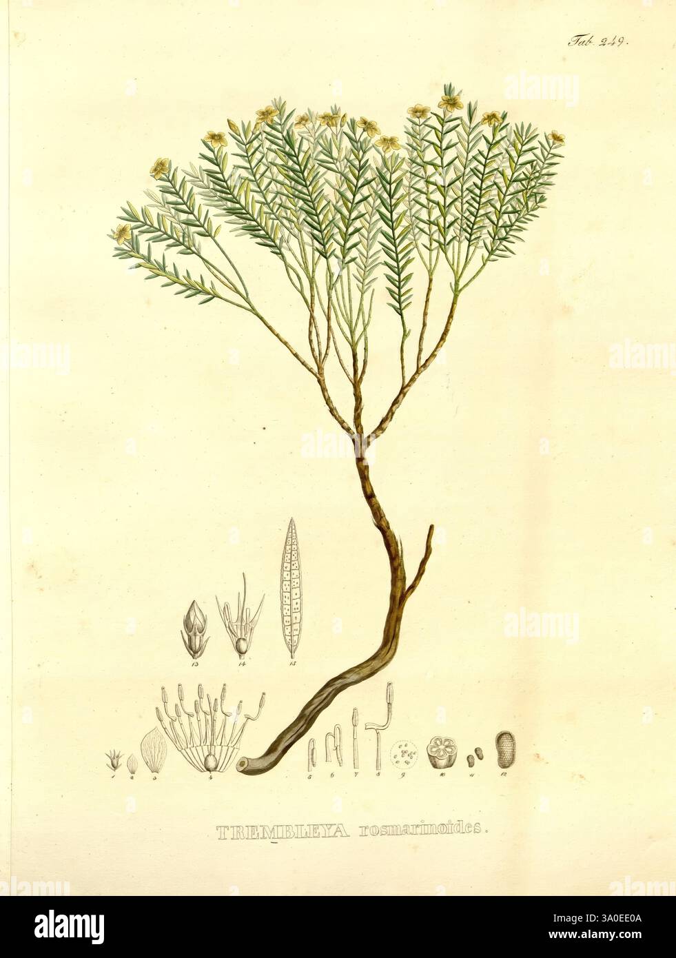 Nova Genera et Species Plantarum, Monachii [Munich], Impensis Auctoris ...