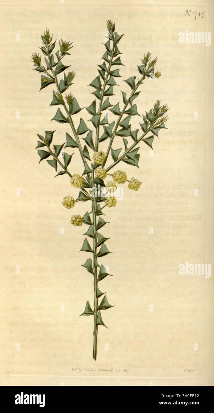 Plants structure showcases spiky foliage hi-res stock photography and ...