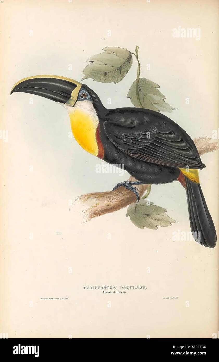 Ramphastos obscurus hi-res stock photography and images - Alamy