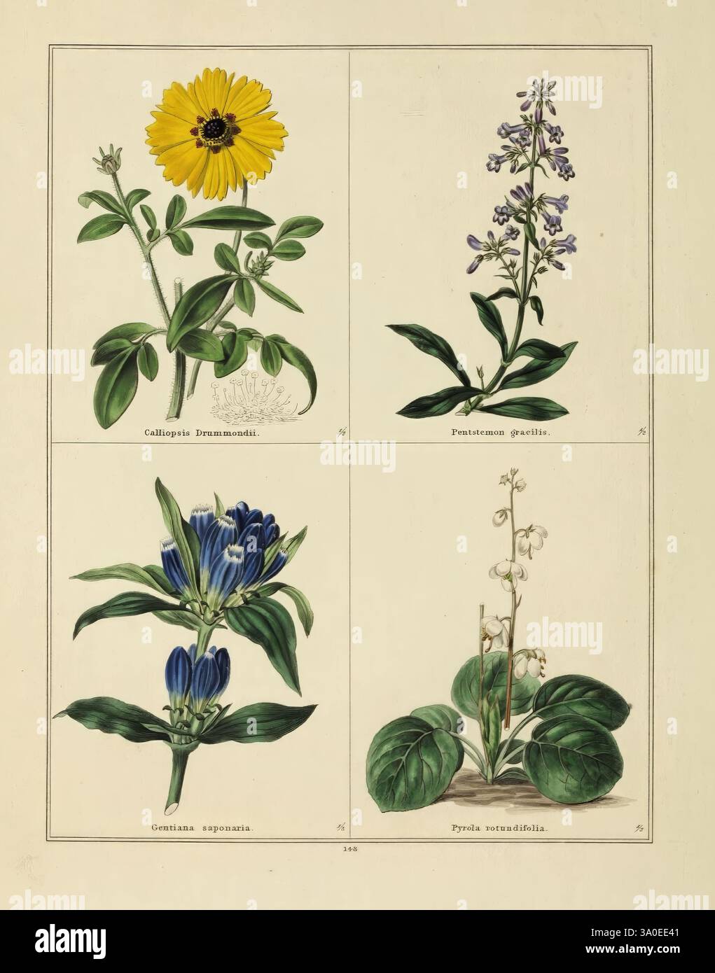 The, botanic, garden, London, Simpkin & Marshall,1825, botany ...