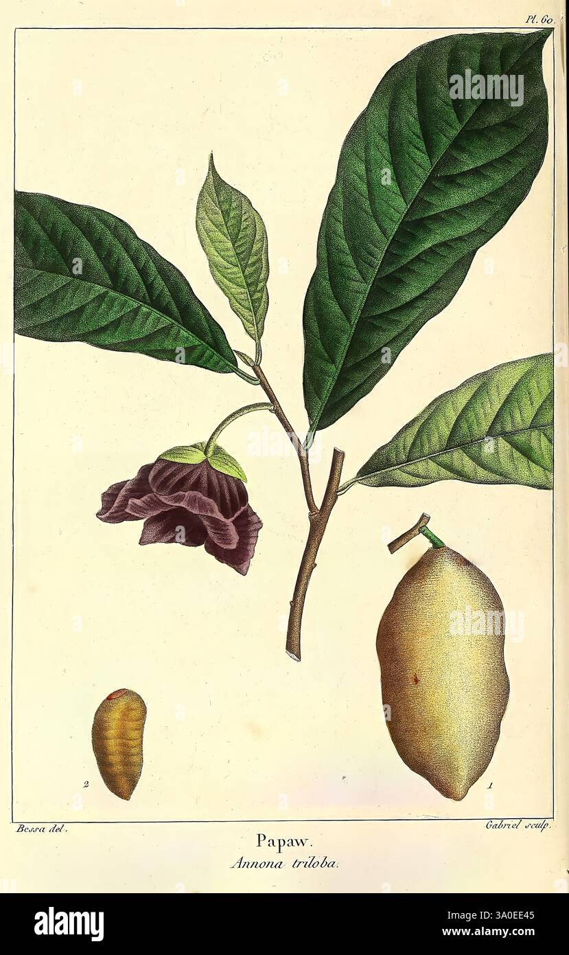 Papaws characteristics hi-res stock photography and images - Alamy