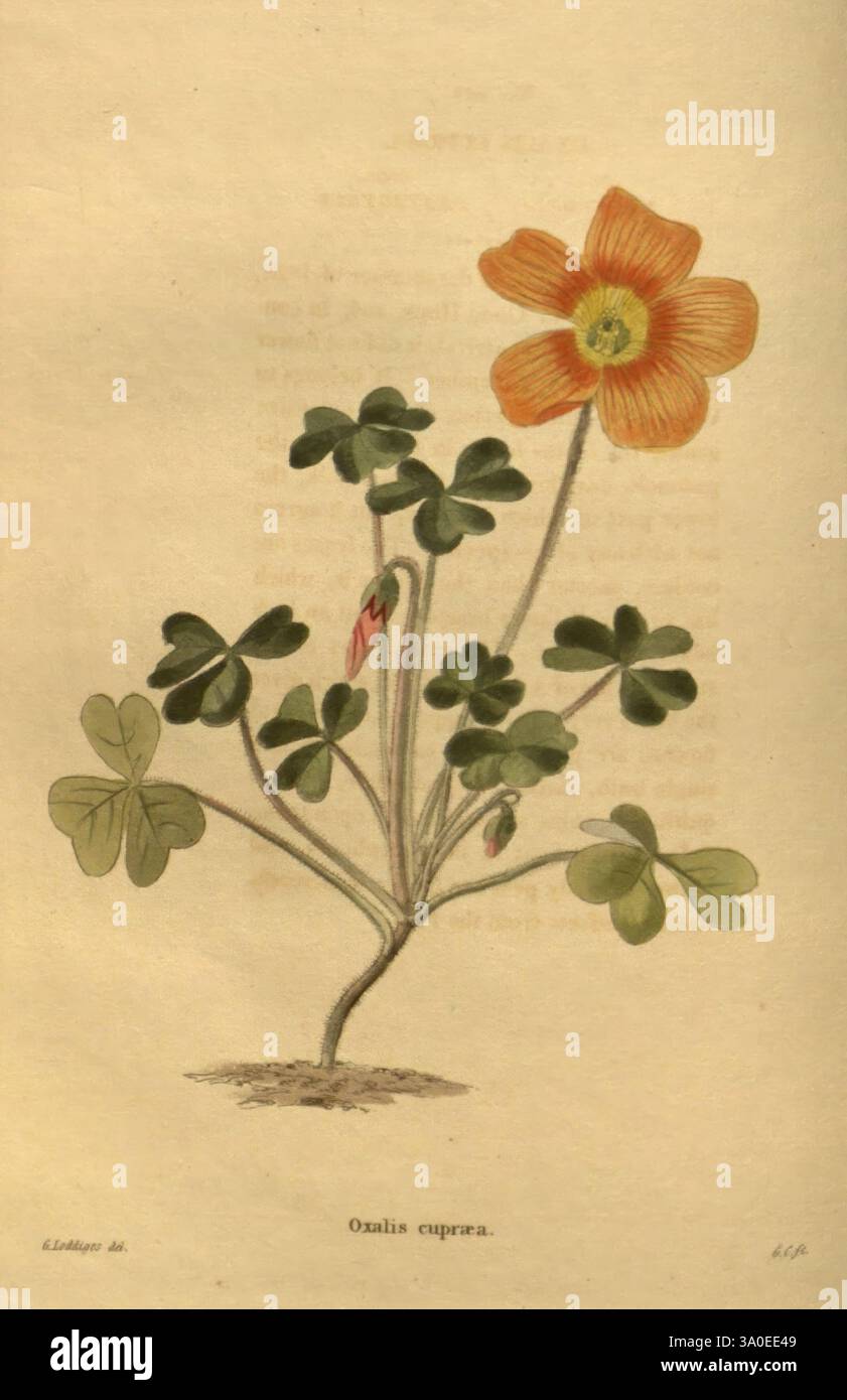 The botanical cabinet London John Arthur Arch 1817-1833, This ...