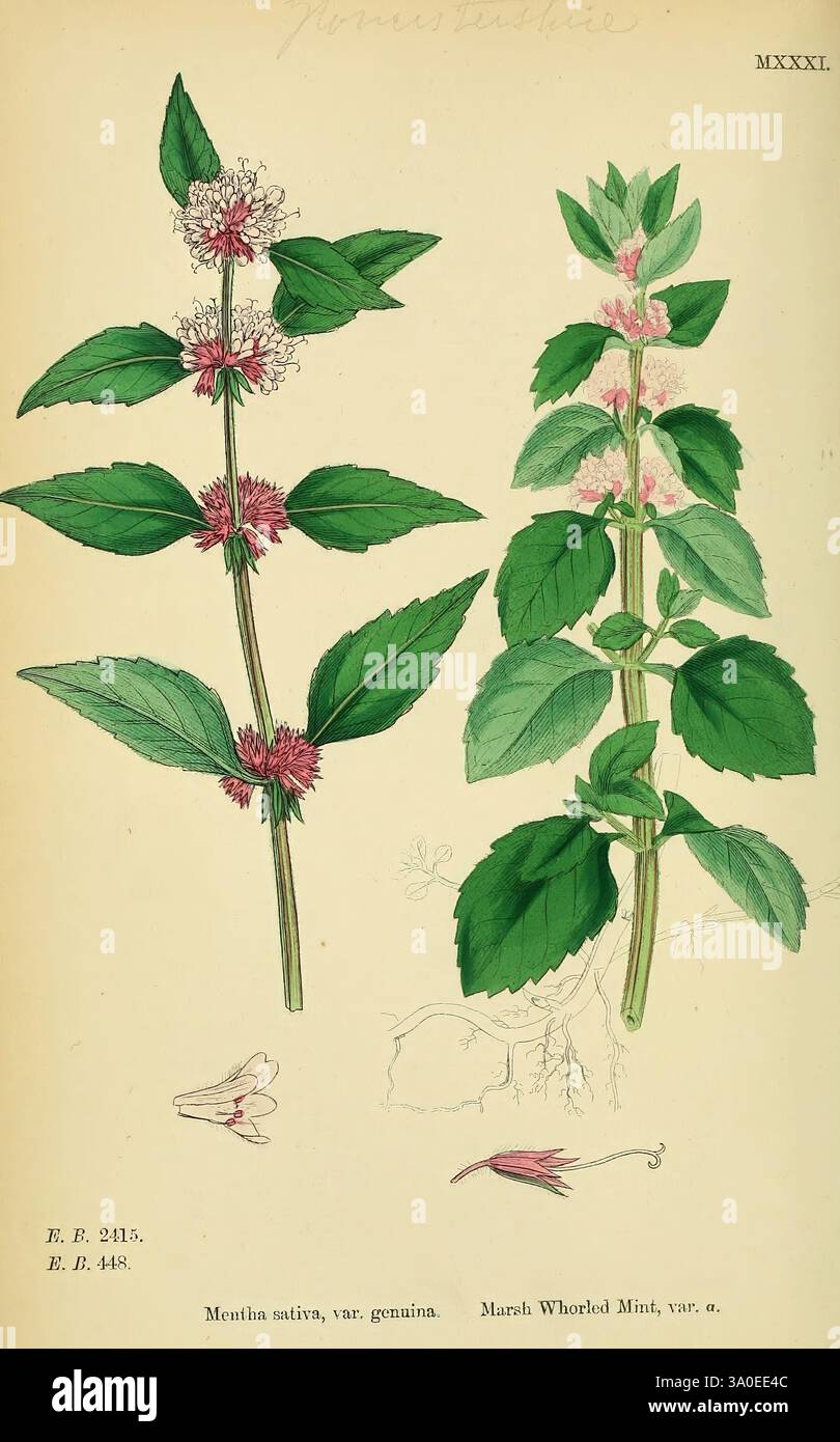 Botanical illustration of marsh hounds mint hi-res stock photography ...