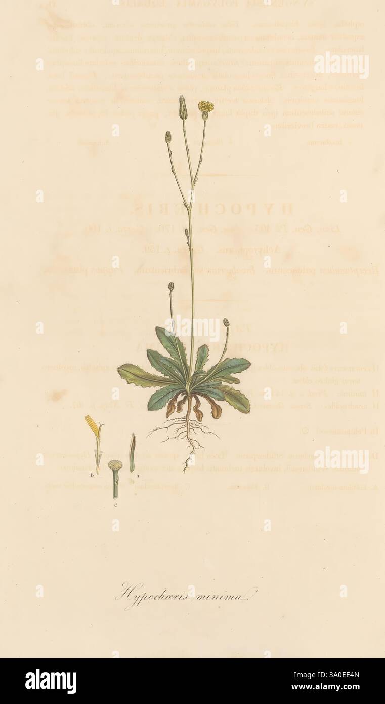 Flora Graeca, sive, Plantarum rariorum historia, quas in provinciis aut ...