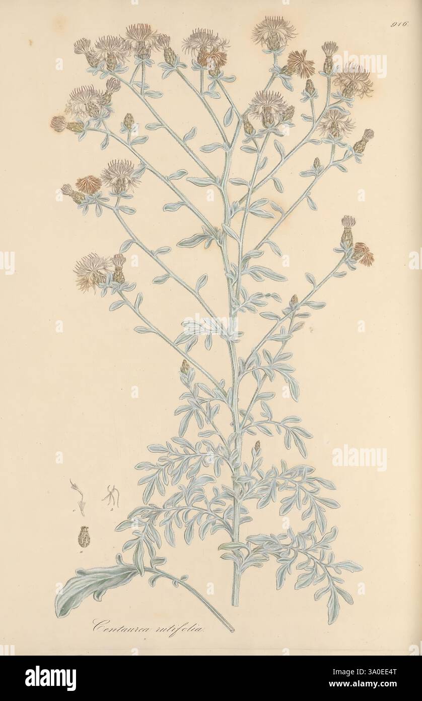Flora Graeca, sive, Plantarum rariorum historia, quas in provinciis aut ...