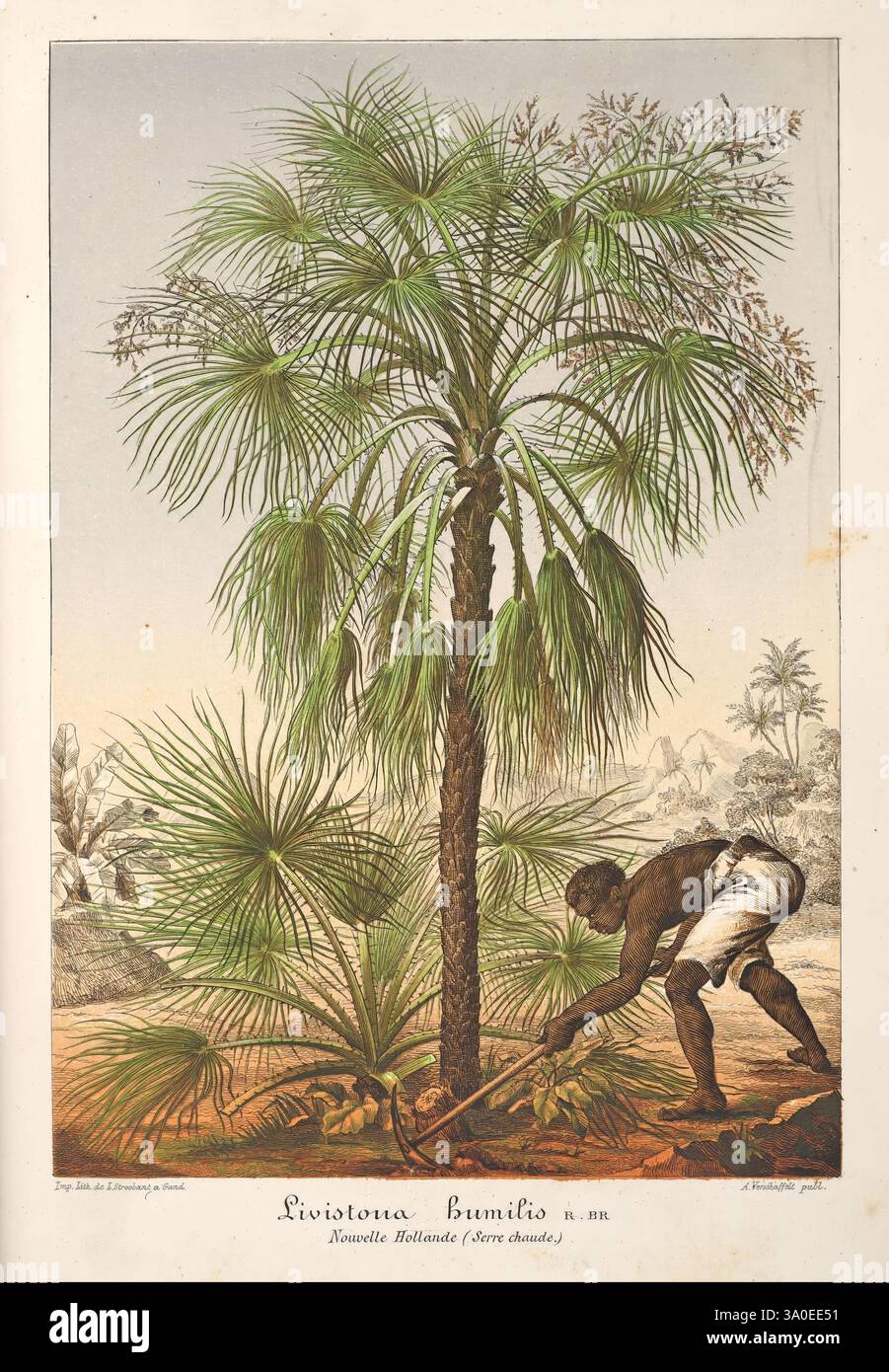 Tall livistona humilis palm tree hi-res stock photography and images ...