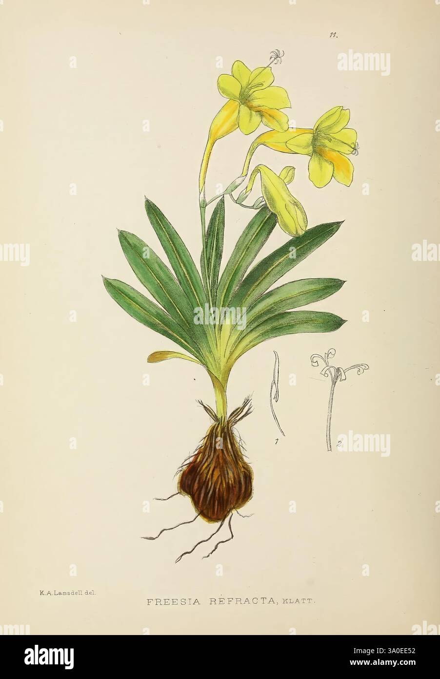 The Flowering Plants of Africa. Pretoria Botanical Research Institute ...