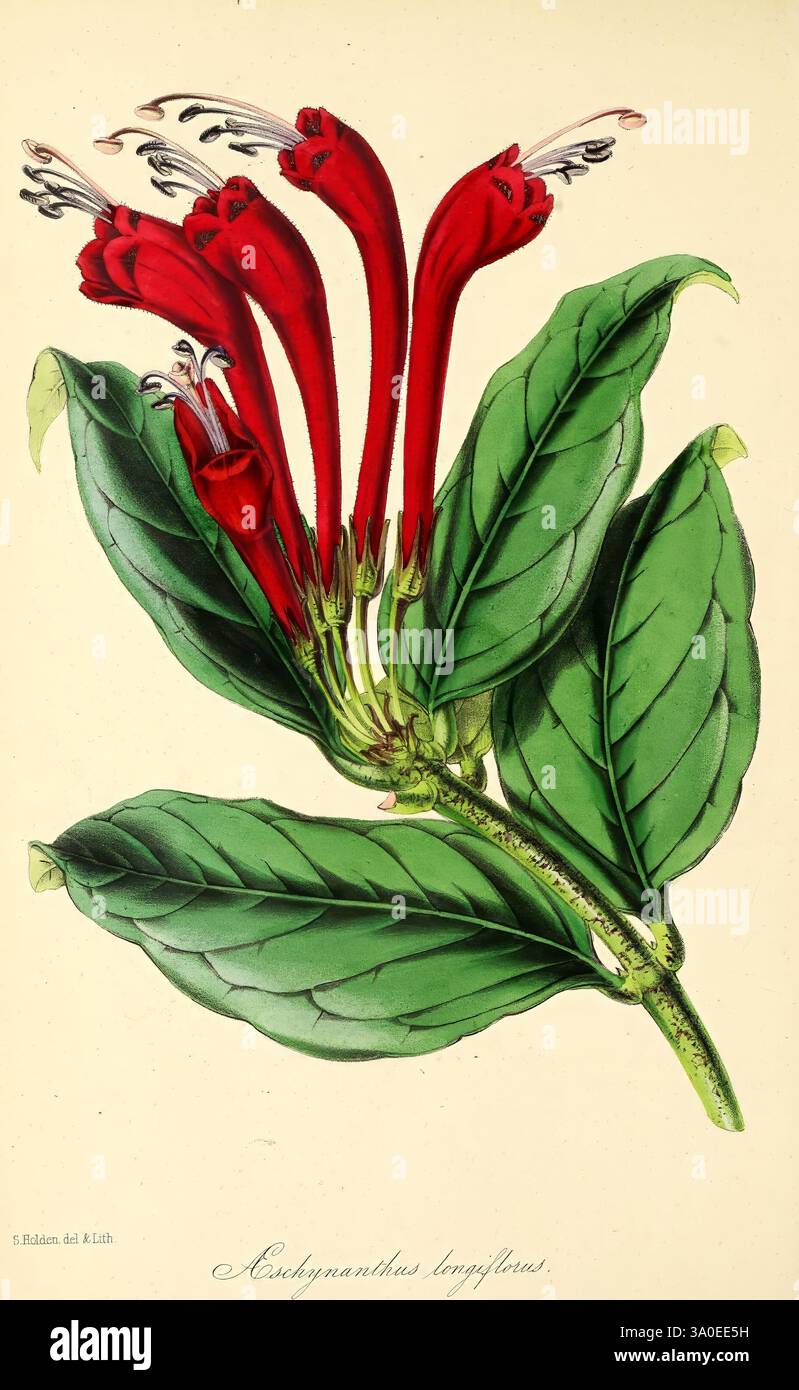 Paxton's magazine of botany, London, Orr and Smith, botany, periodicals ...