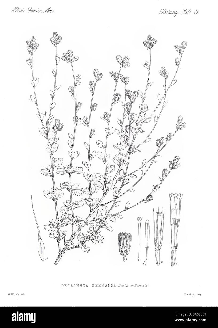 Characteristic five petal structure hi-res stock photography and images ...