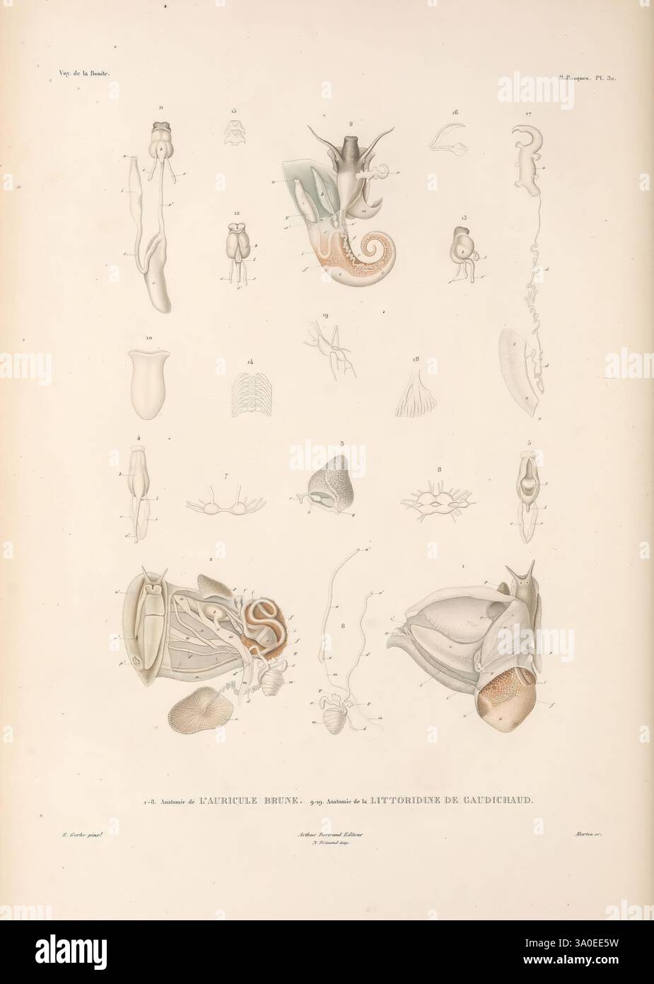 Illustrated collection of various marine organisms hi-res stock ...