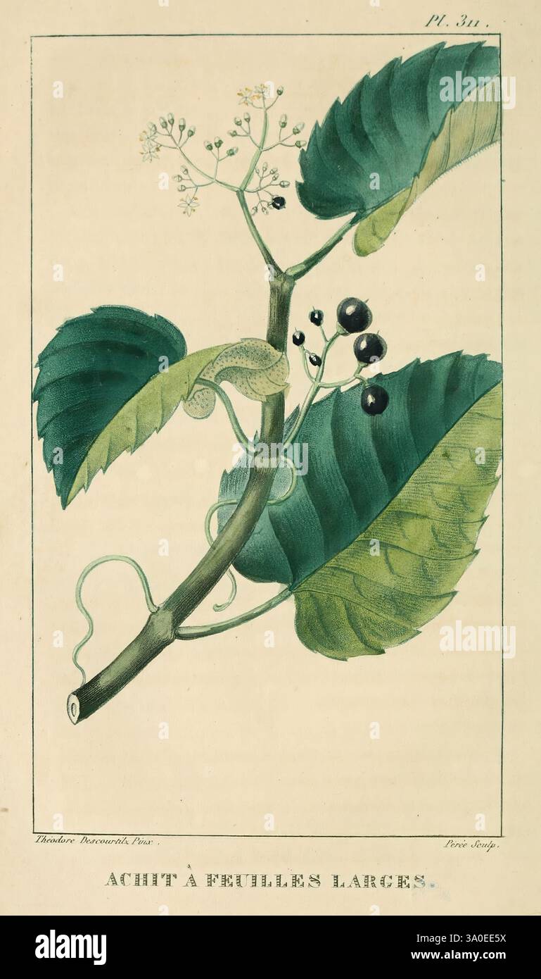 Flore pittoresque et médicale des Antilles, Paris, Pichard, 1821-1829 ...