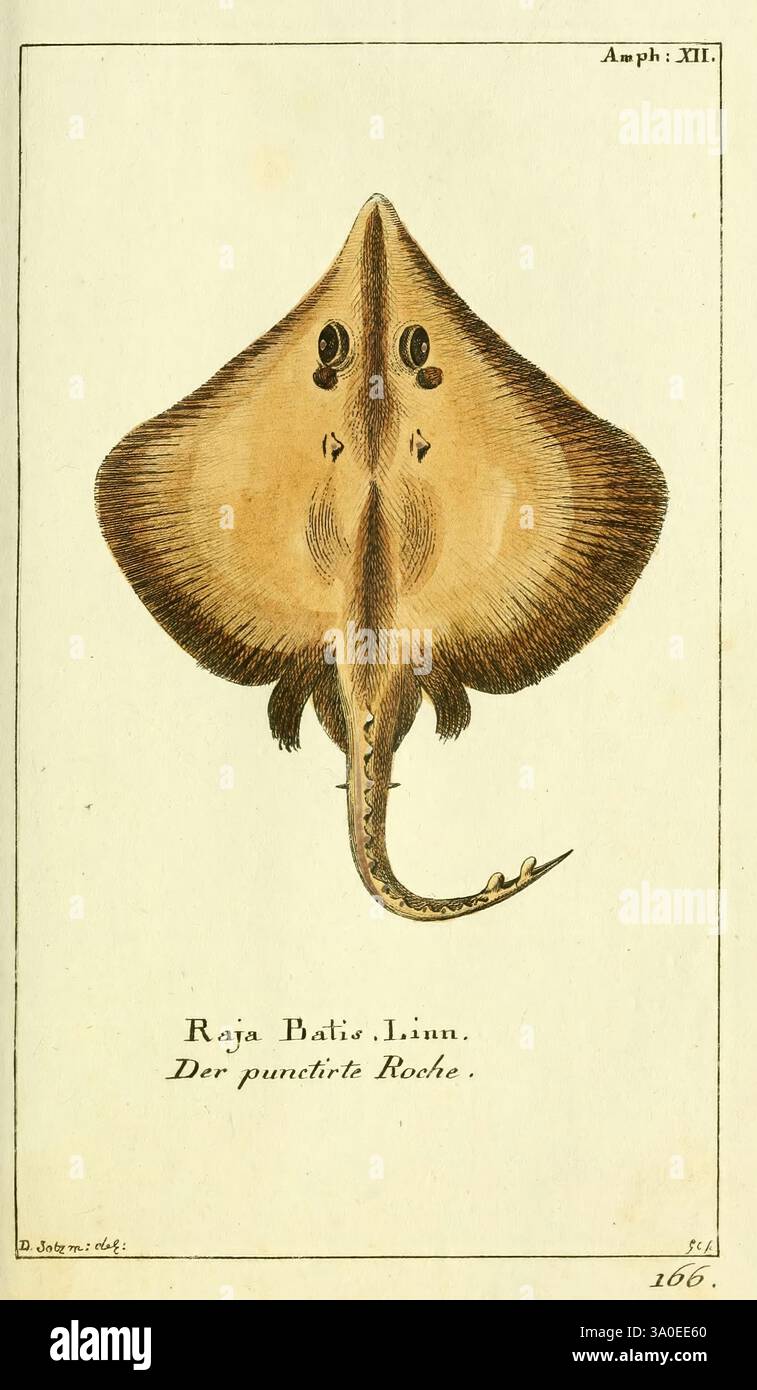 Der punctierte roache hi-res stock photography and images - Alamy