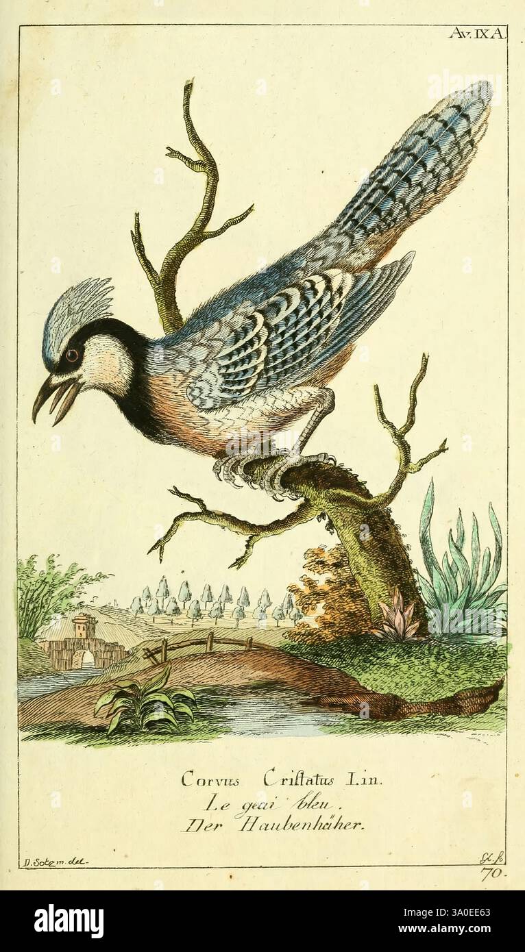 Corvus cridatus lin hi-res stock photography and images - Alamy