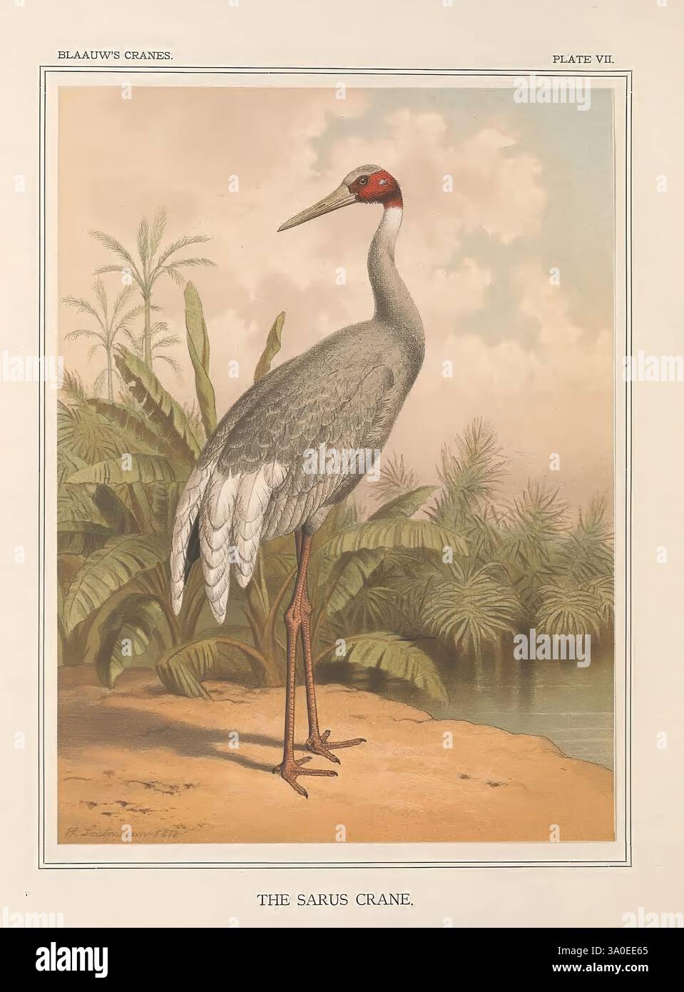 Crane identifies hi-res stock photography and images - Alamy