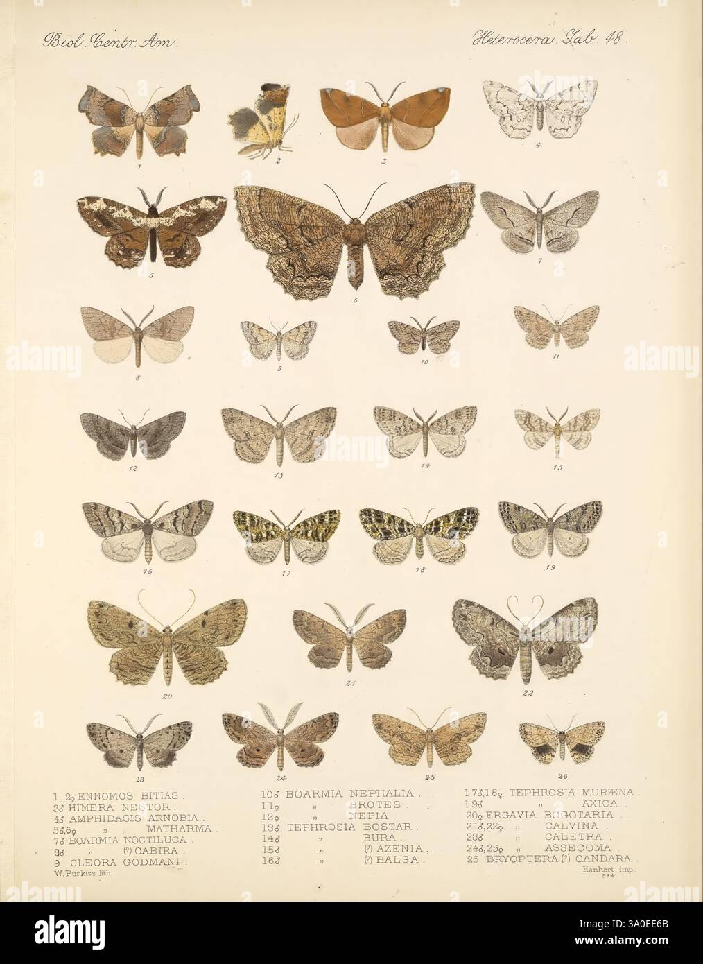 Butterfly exhibits distinct patterns hi-res stock photography and ...