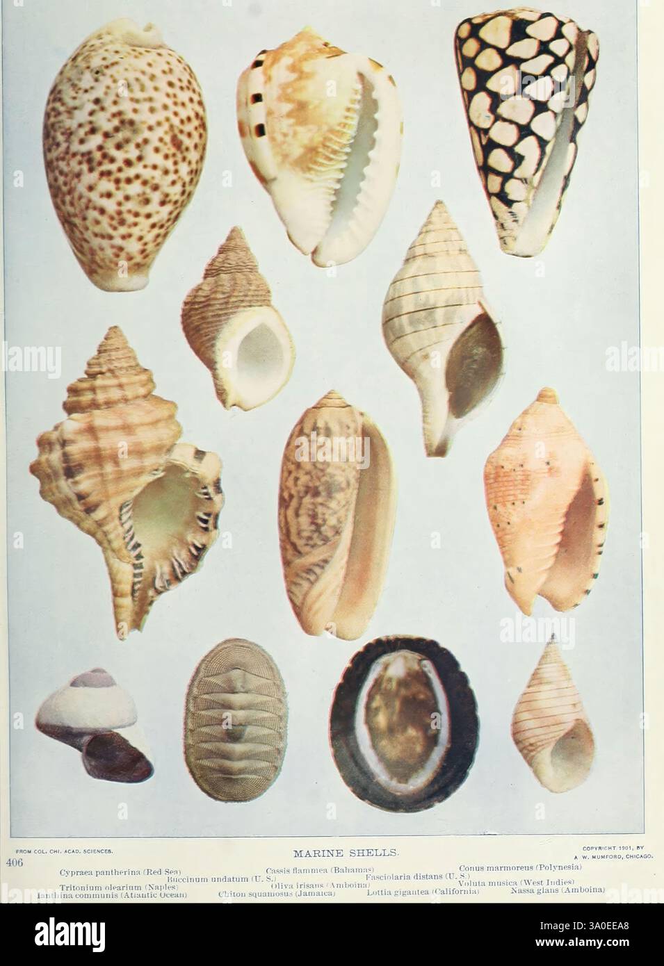 Nature, neighbors, v, 5, Chicago, American Audubon association, [c1914 ...