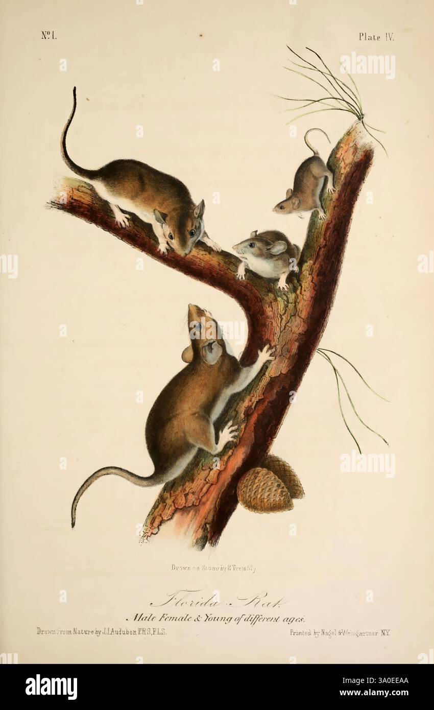 The quadrupeds of North America New York, V.G. Audubon, 1851-54, North ...