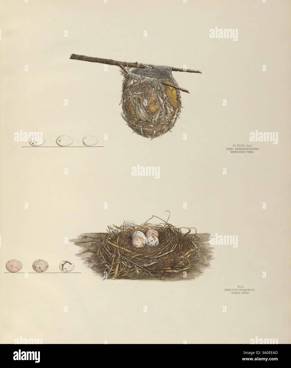 Simpler nest hi-res stock photography and images - Alamy