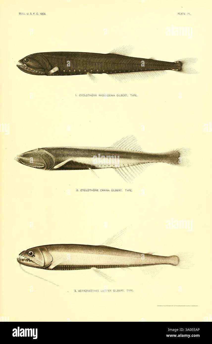 The deep-sea fishes [of the Hawaiian Islands] Washington, Govt. Print ...