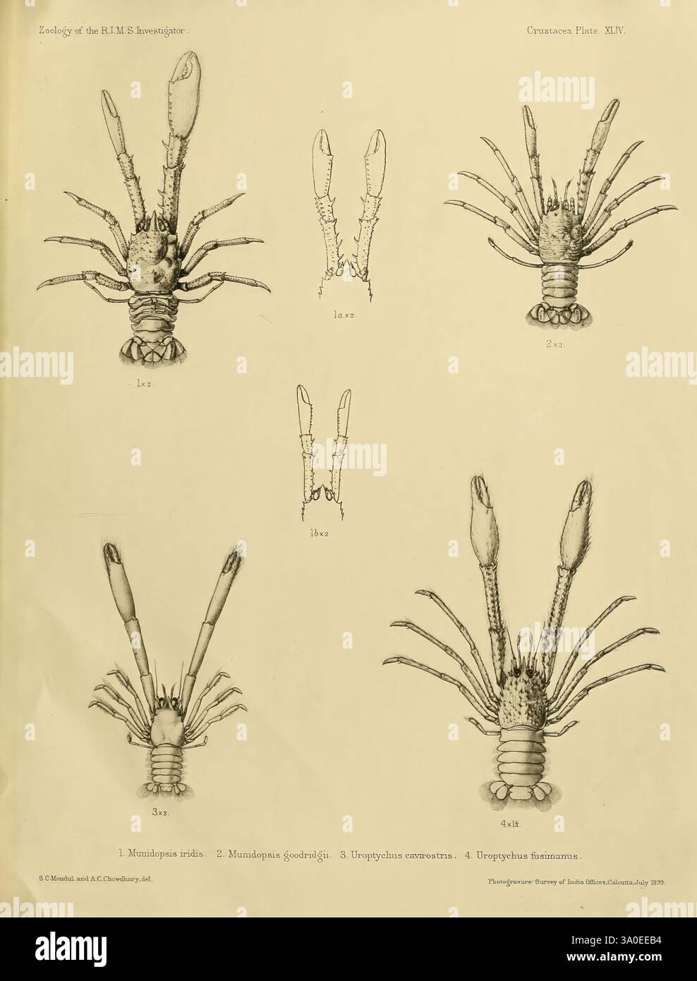 Labeled section systematically hi-res stock photography and images - Alamy