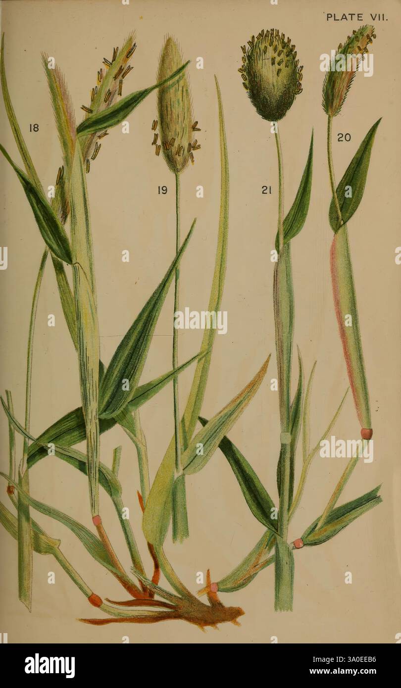 Manual of British Grasses London 1907 Great Britain Grasses, This ...