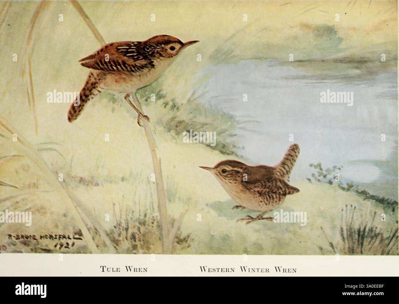Scene features two distinct types of wrens hi-res stock photography and ...