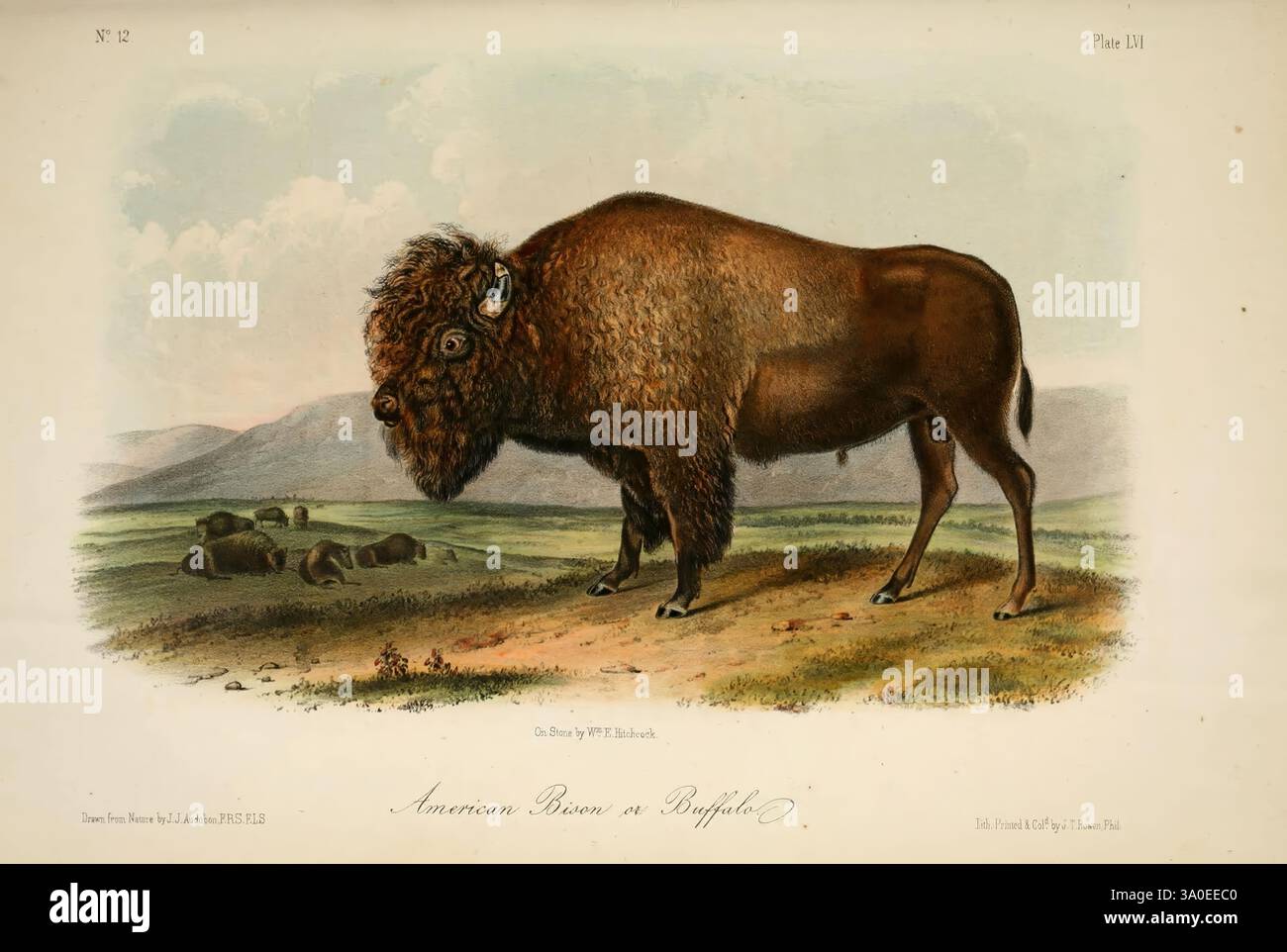 The quadrupeds of North America, New York, V.G. Audubon, 1851-54 ...