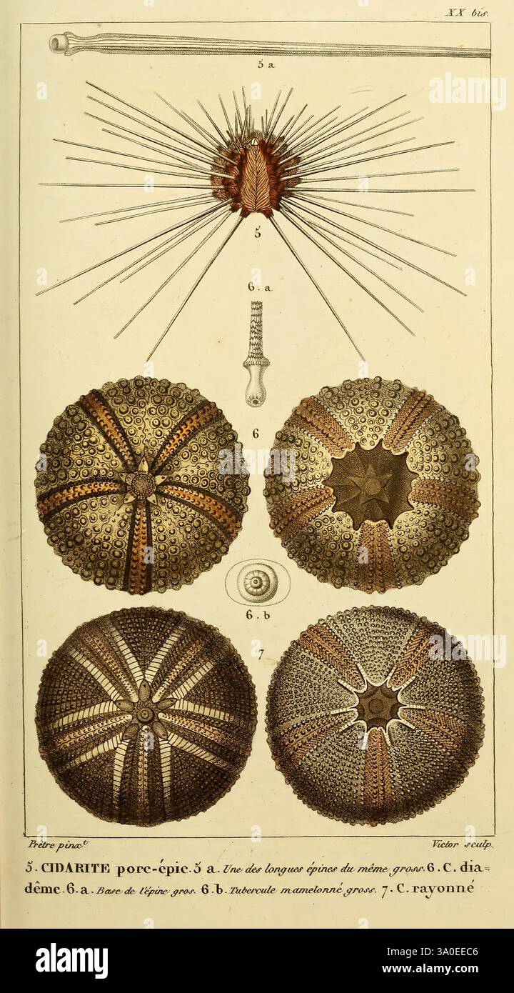 Detailed study of different species of echinoderms hi-res stock ...