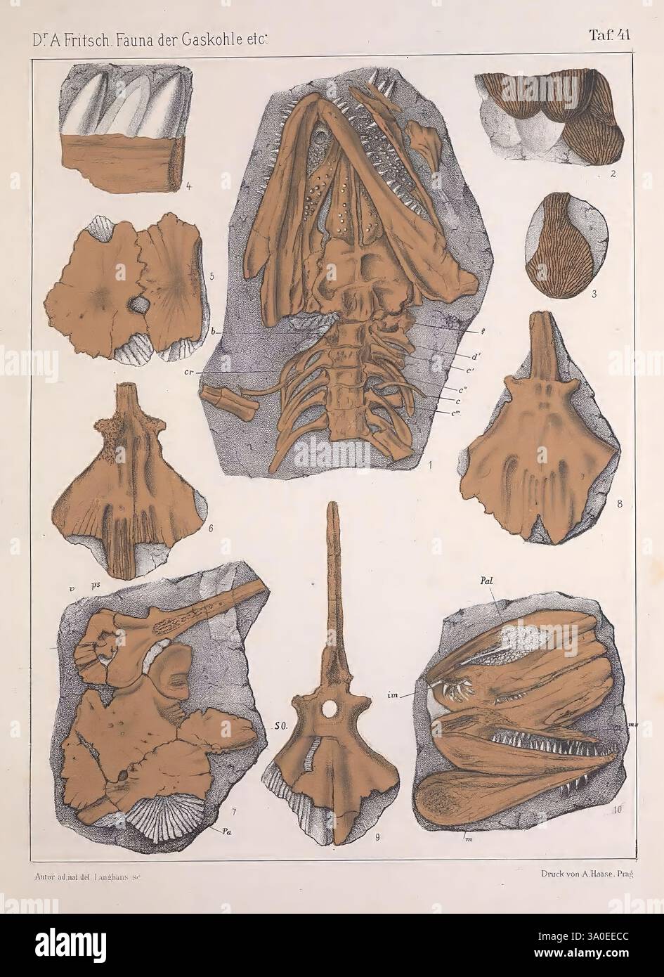Various anatomical structures of prehistoric creatures hi-res stock ...