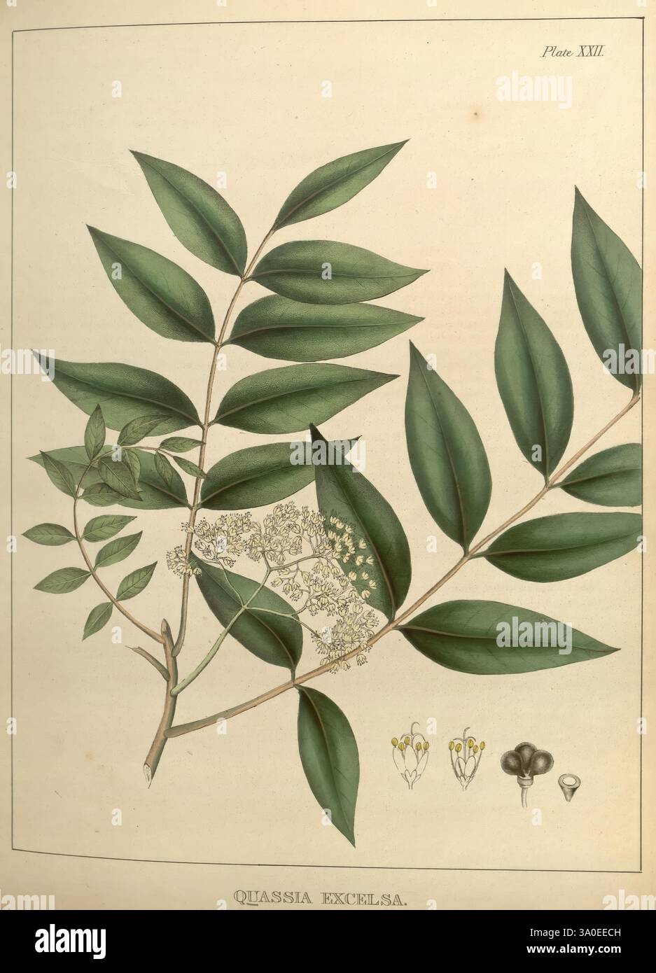 Illustrations of medical botany Philadelphia R.P. Smith 1847 medicinal ...