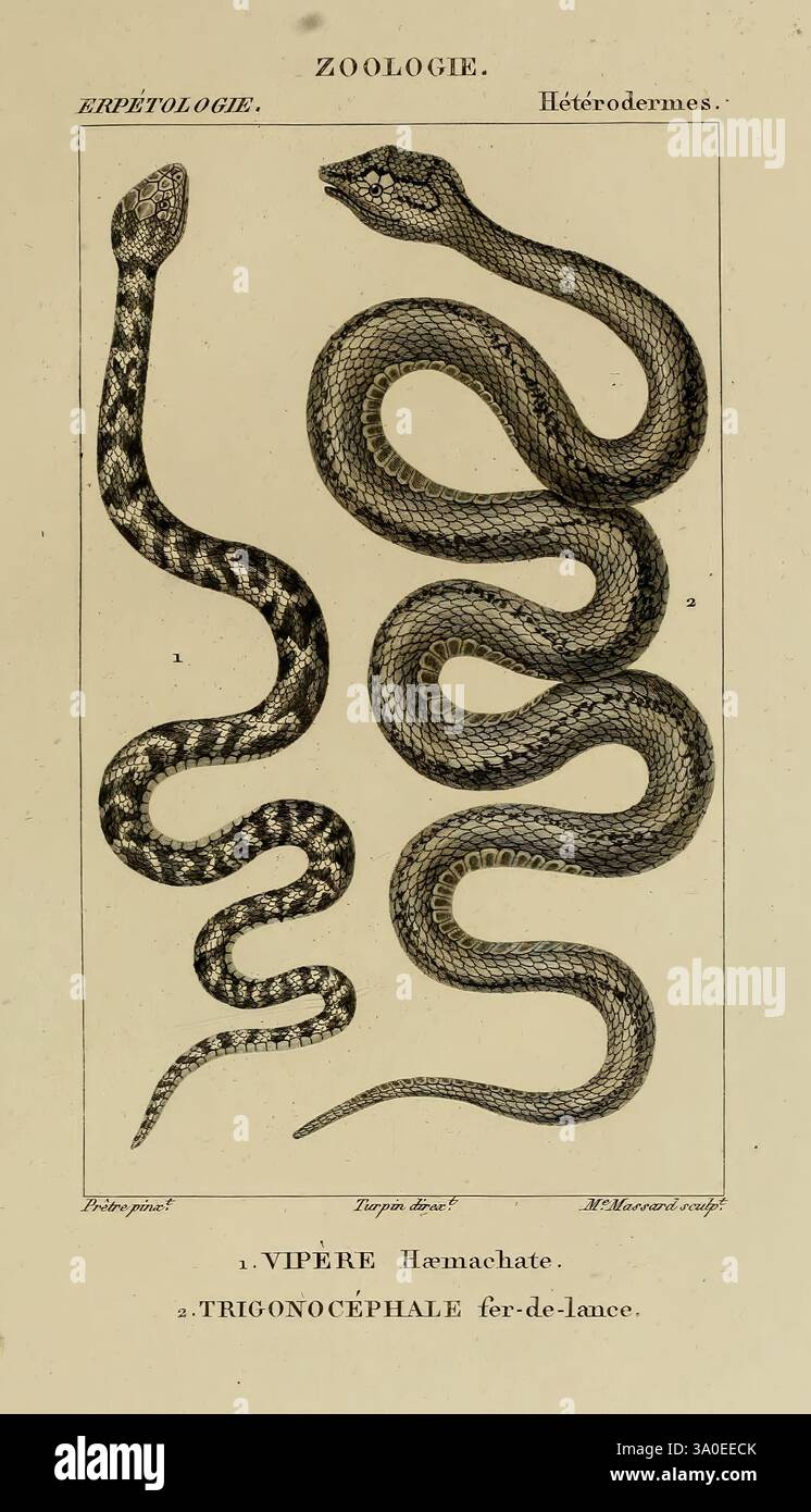 Dictionnaire des sciences naturelles, Strasbourg, Paris, F. G. Levrault ...