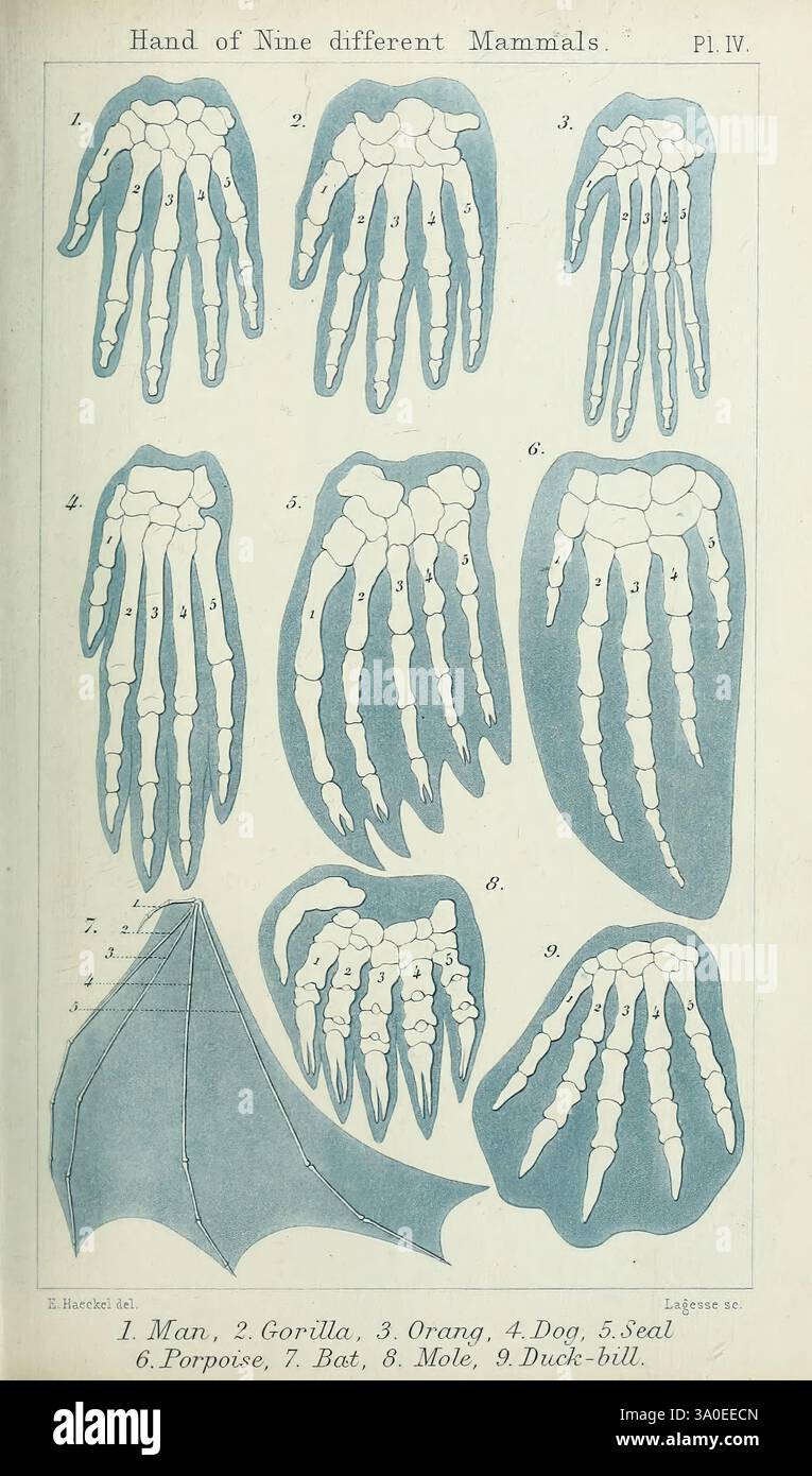 Differences in bone structure hi-res stock photography and images - Alamy