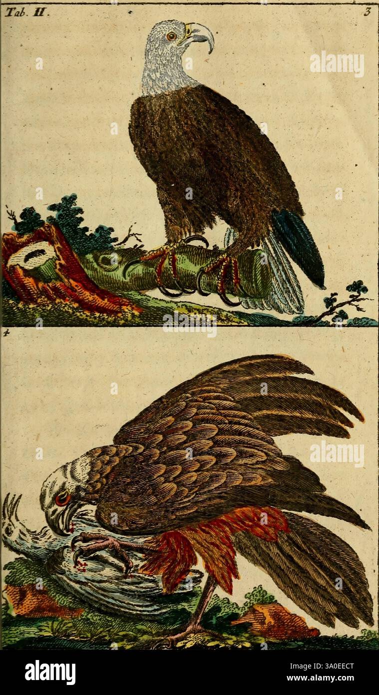 Ravenous hawk mid action hi-res stock photography and images - Alamy